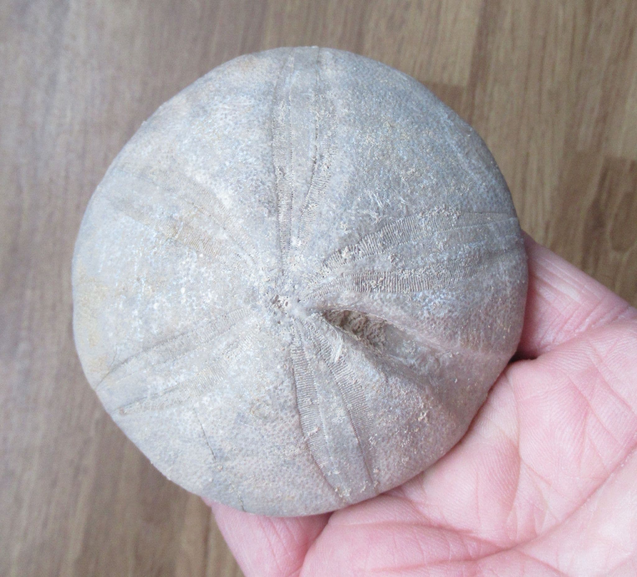 Clypeus Ploti "Chedworth bun"