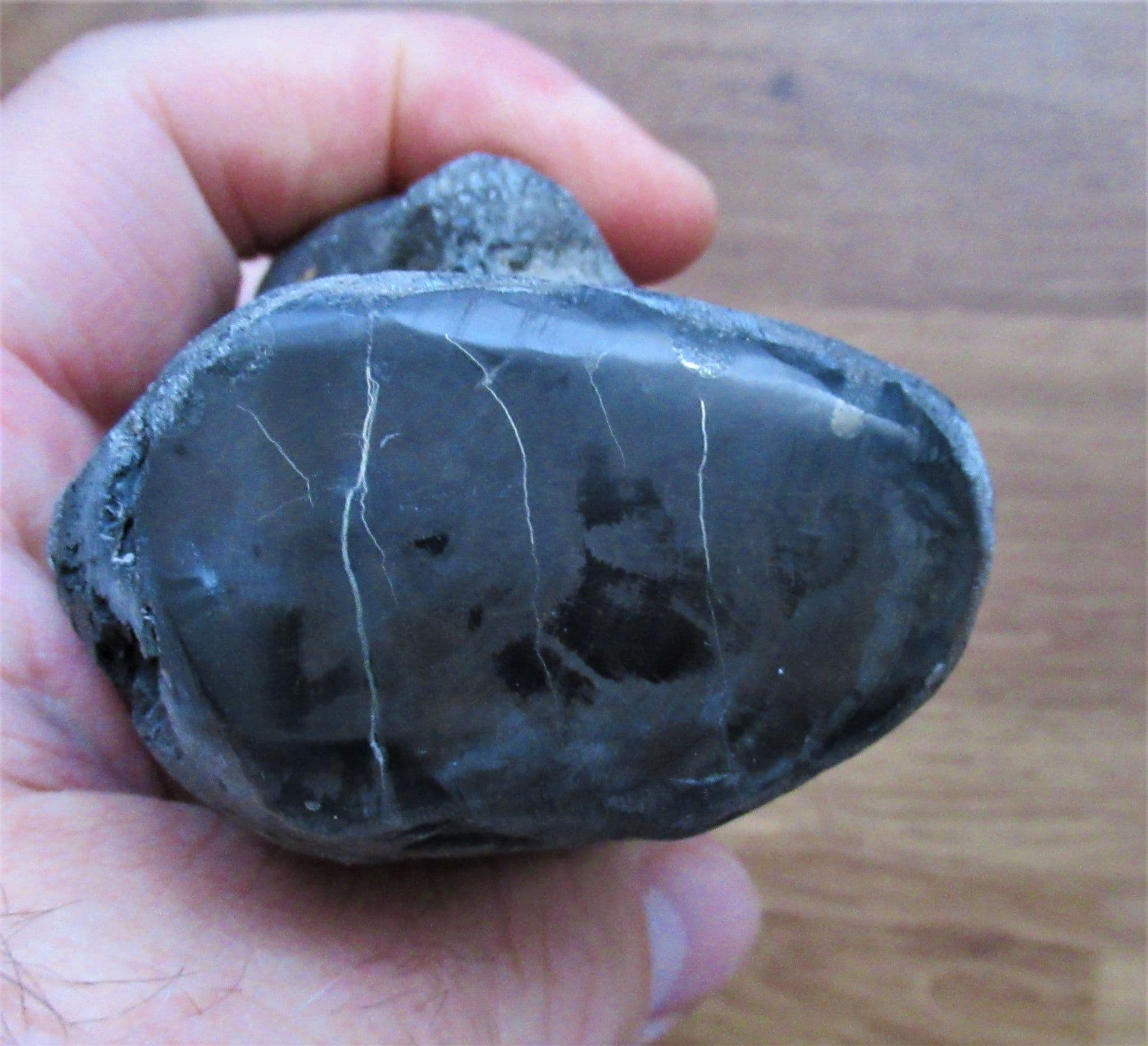 Conifer Tree stump with stunning growth rings from Shanklin