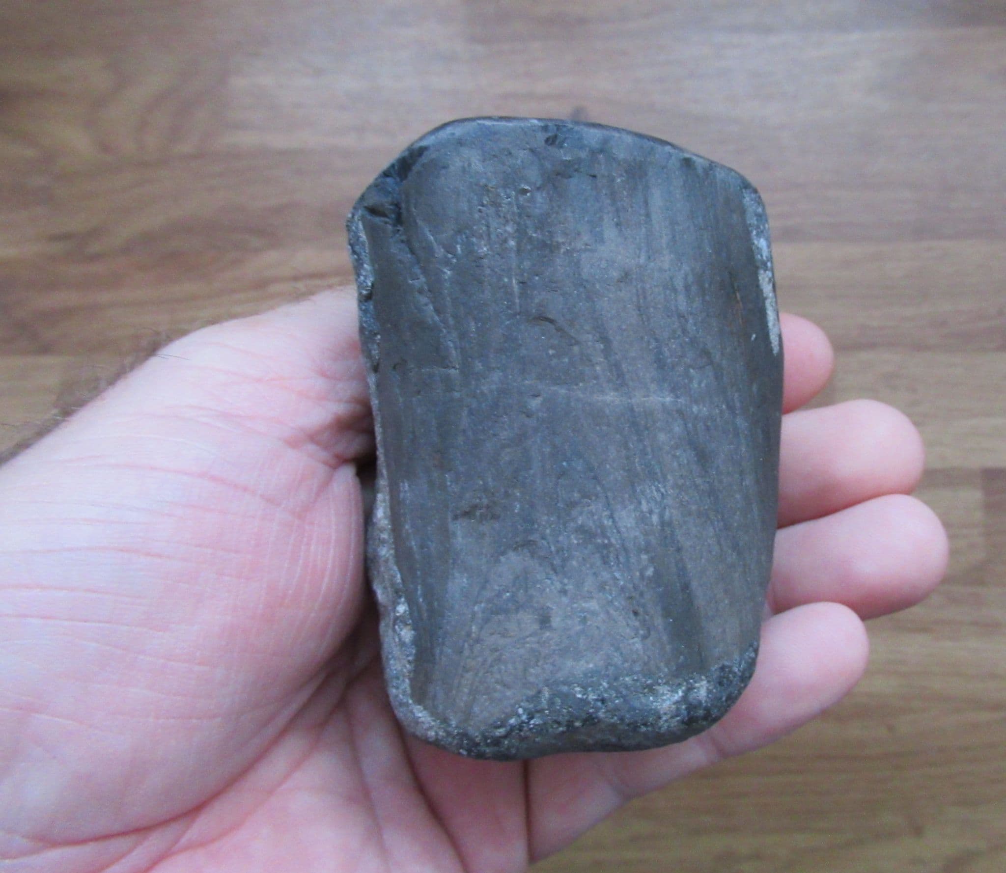 Conifer Tree stump with stunning growth rings from Shanklin