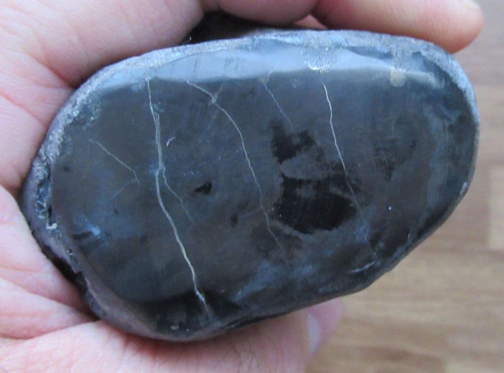 Conifer Tree stump with stunning growth rings from Shanklin