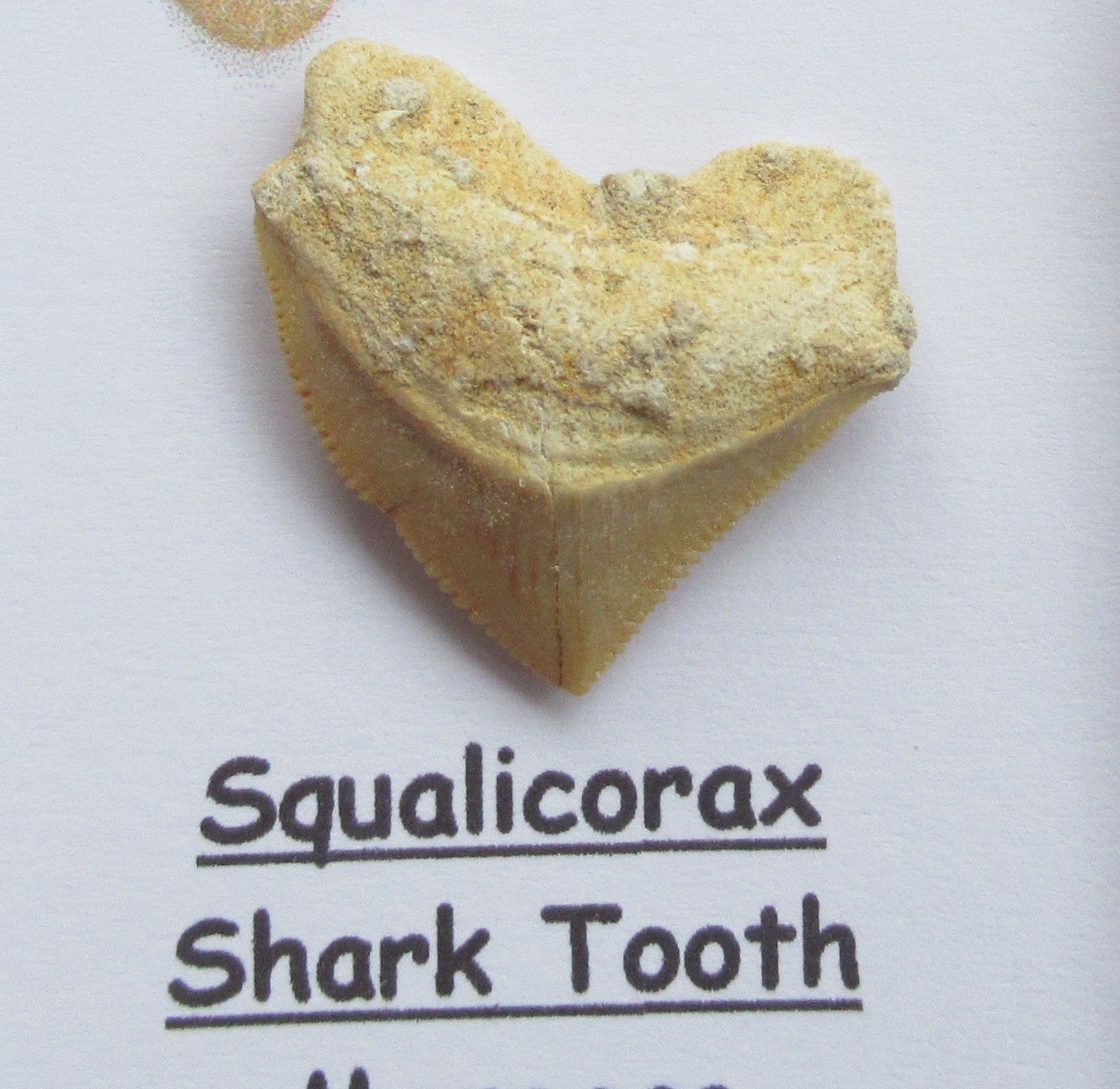 Cretaceous Crow shark tooth