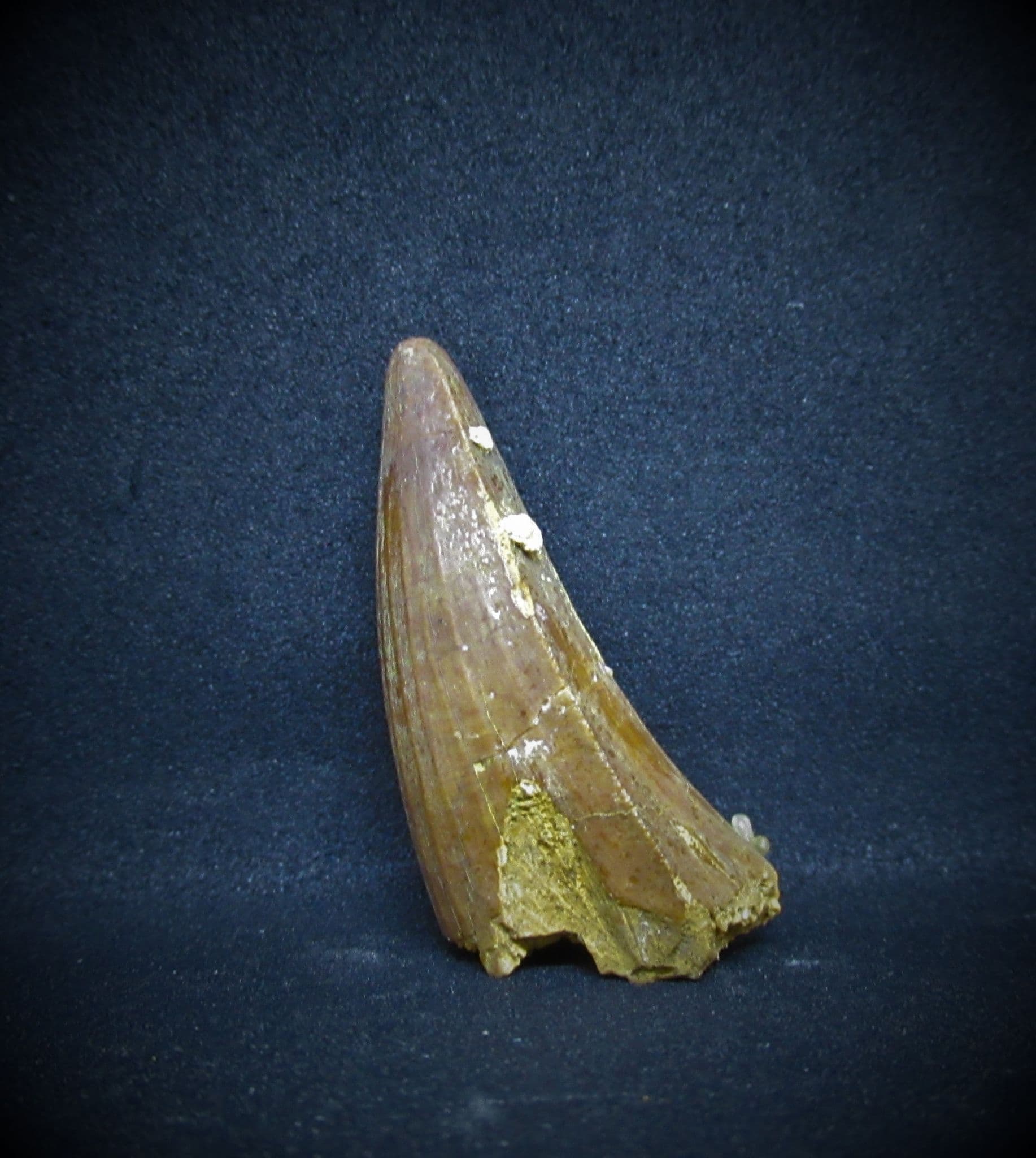 Crocodile tooth from the Cretaceous
