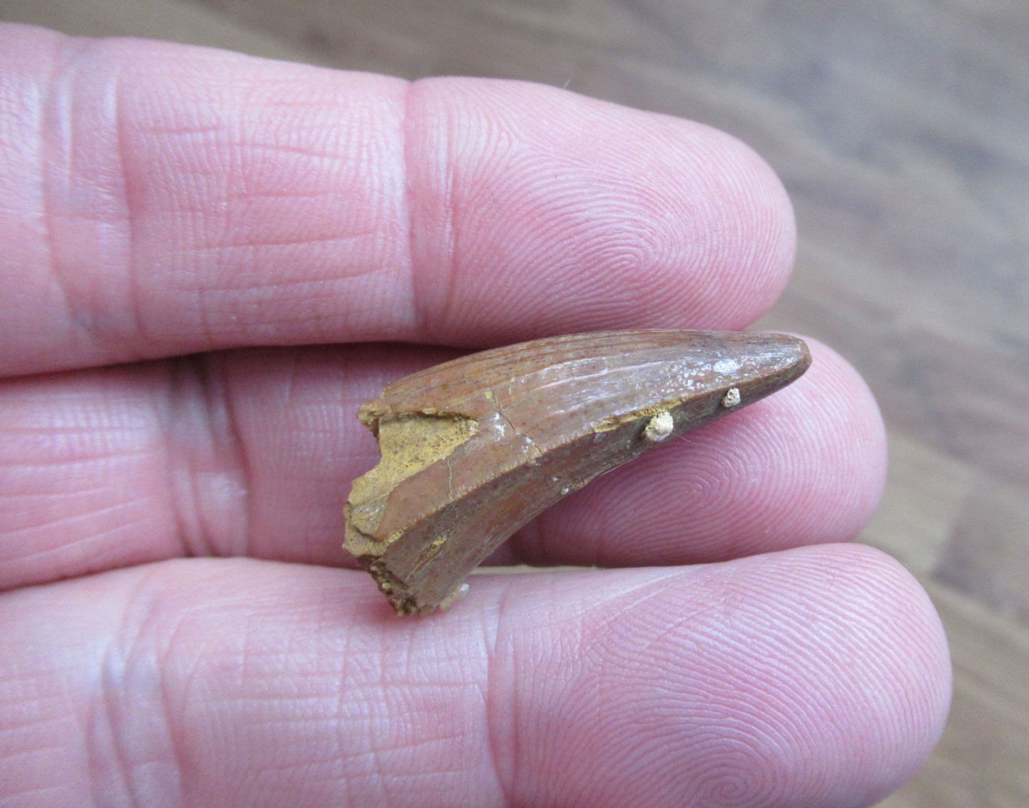 Crocodile tooth from the Cretaceous