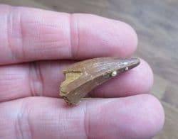 Crocodile tooth from the Cretaceous