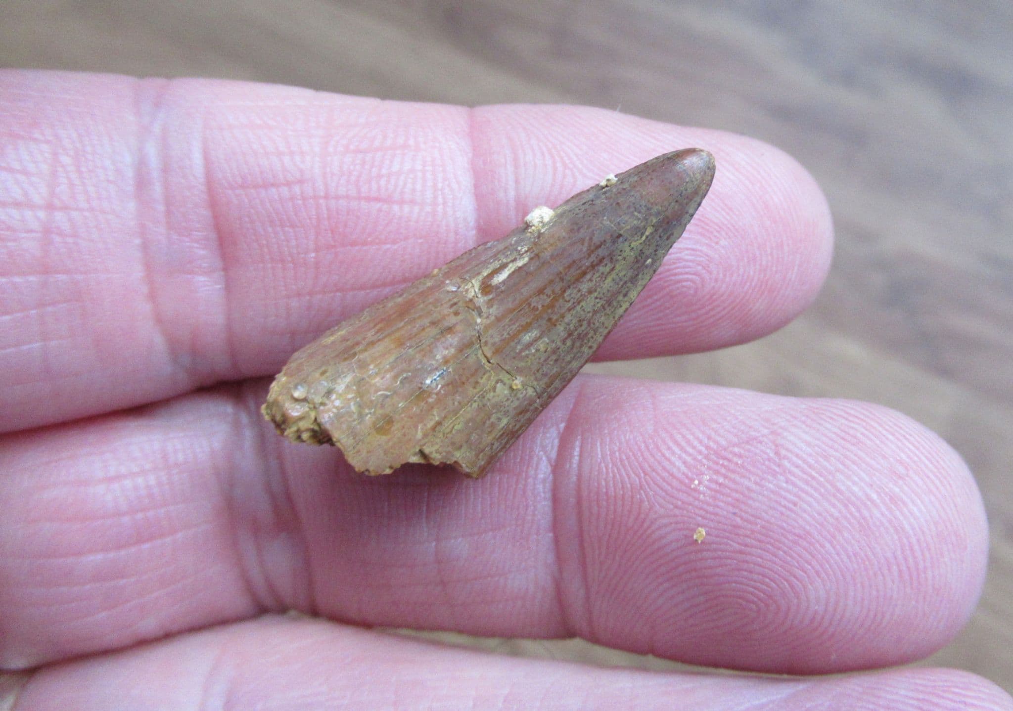 Crocodile tooth from the Cretaceous