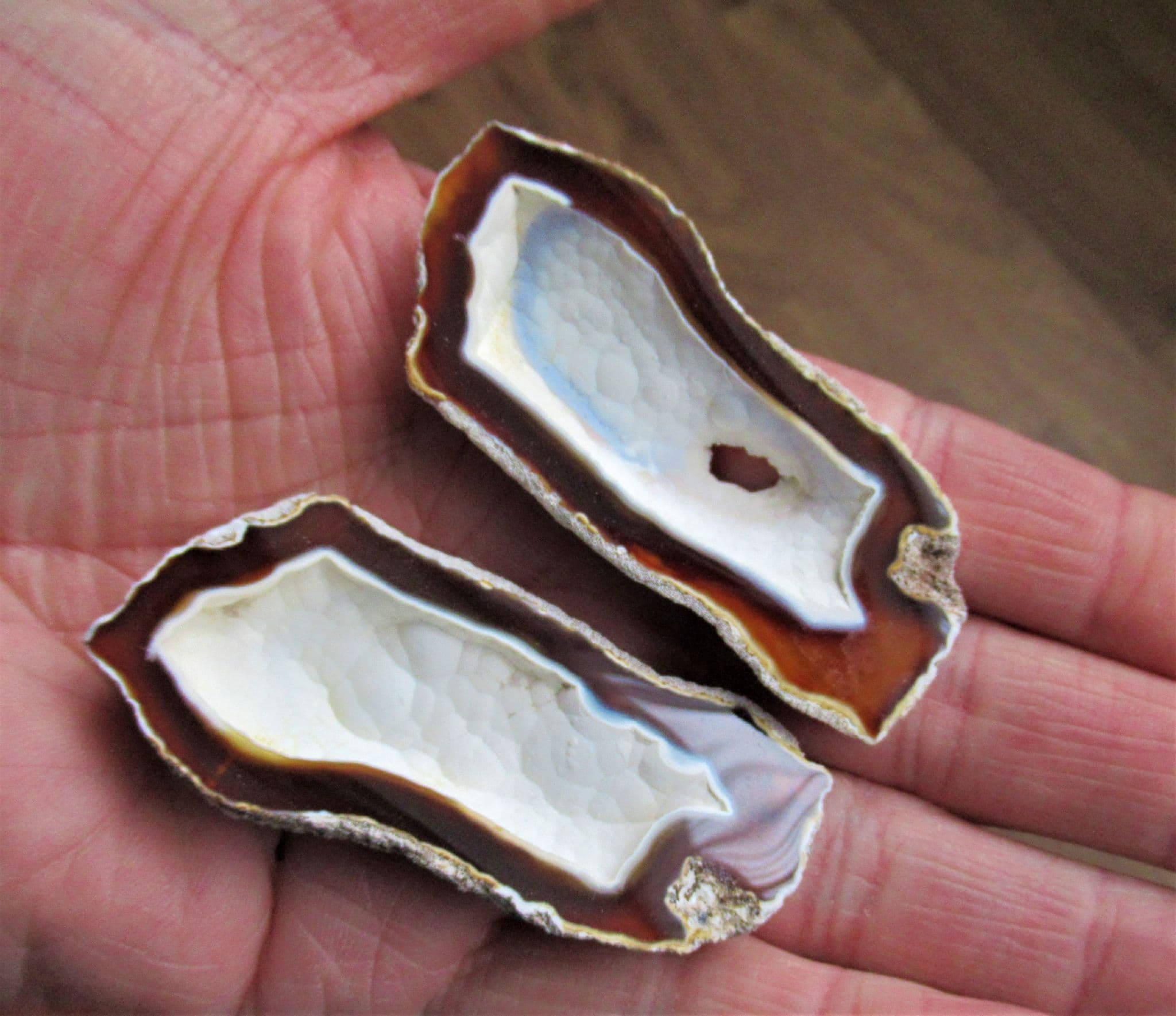 Cut and polished Agatised coral pair