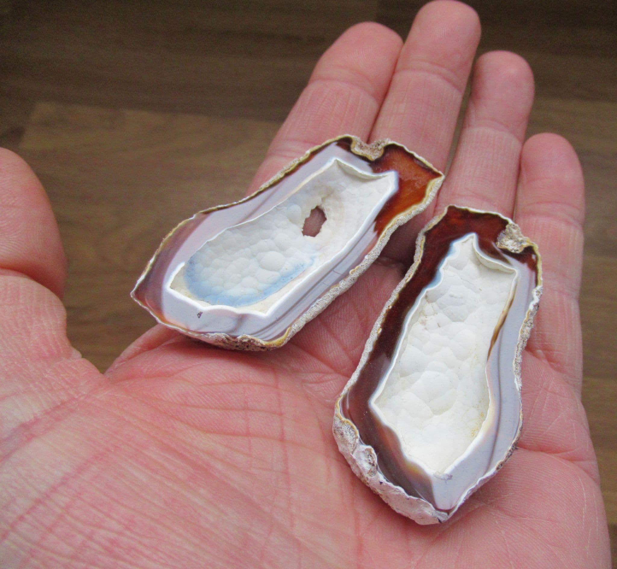 Cut and polished Agatised coral pair