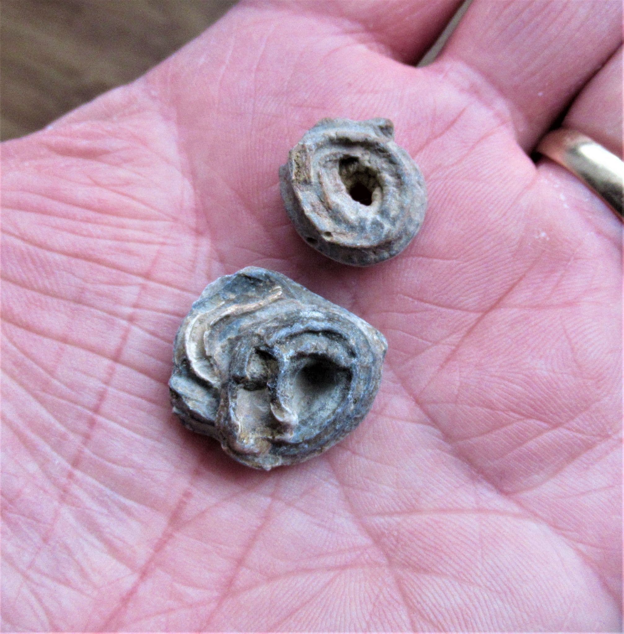 Cycloserpula intestinalis Wormtubes