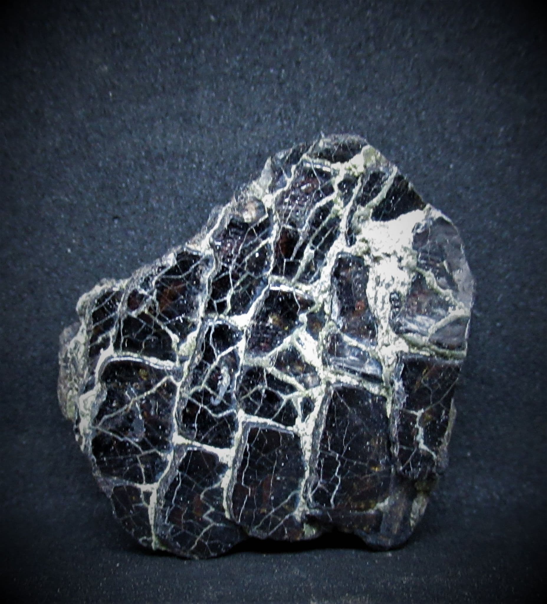 Dapedium scales both sides