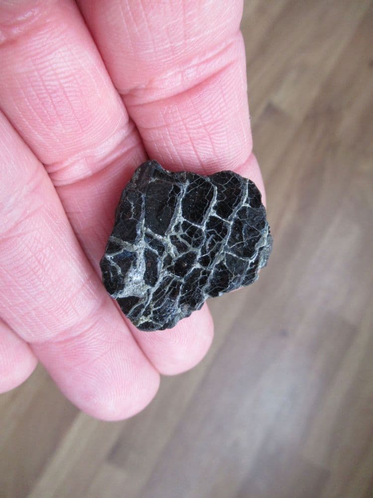 Dapedium scales both sides