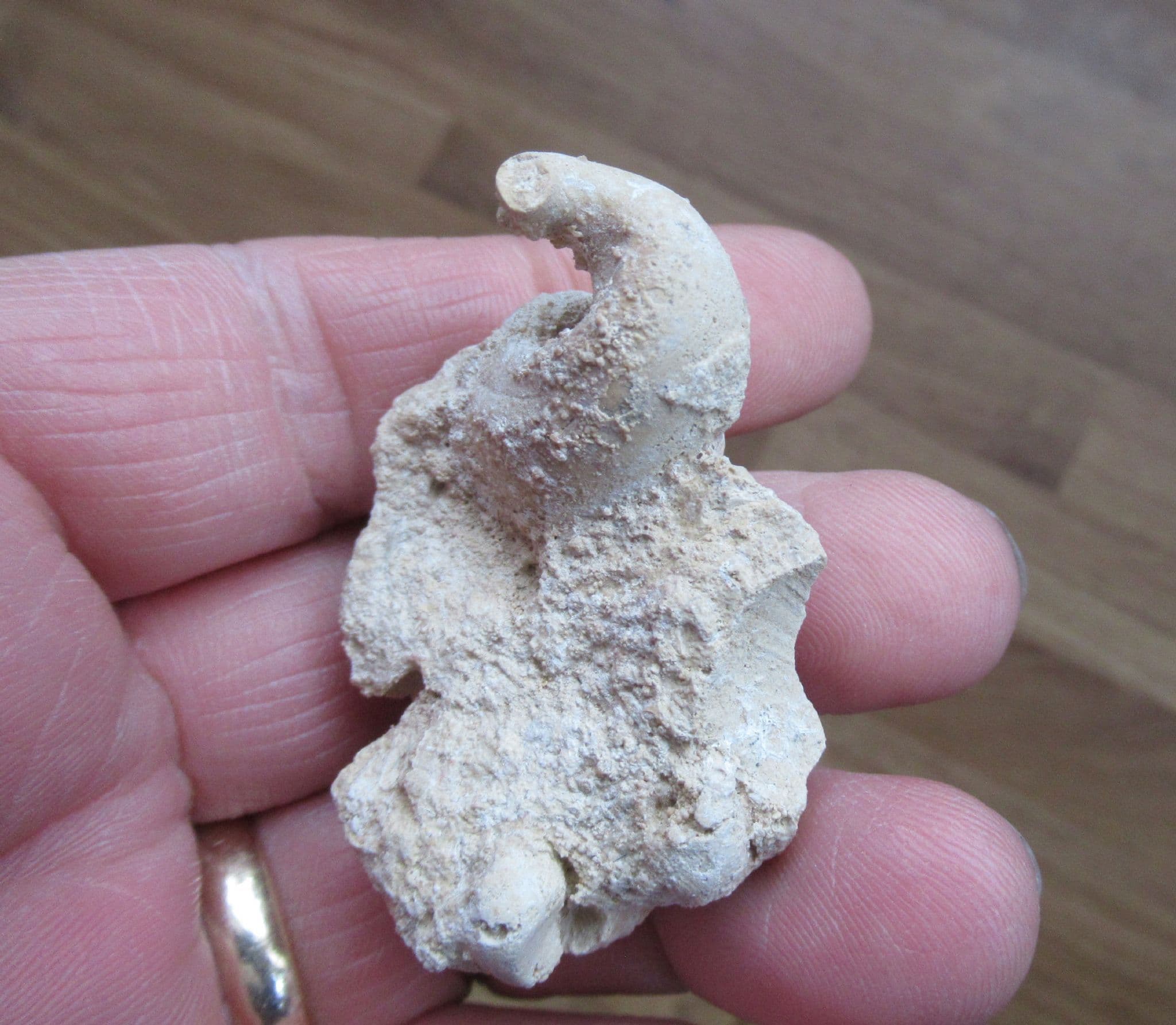 Diceras arietum "Rudist bivalve"