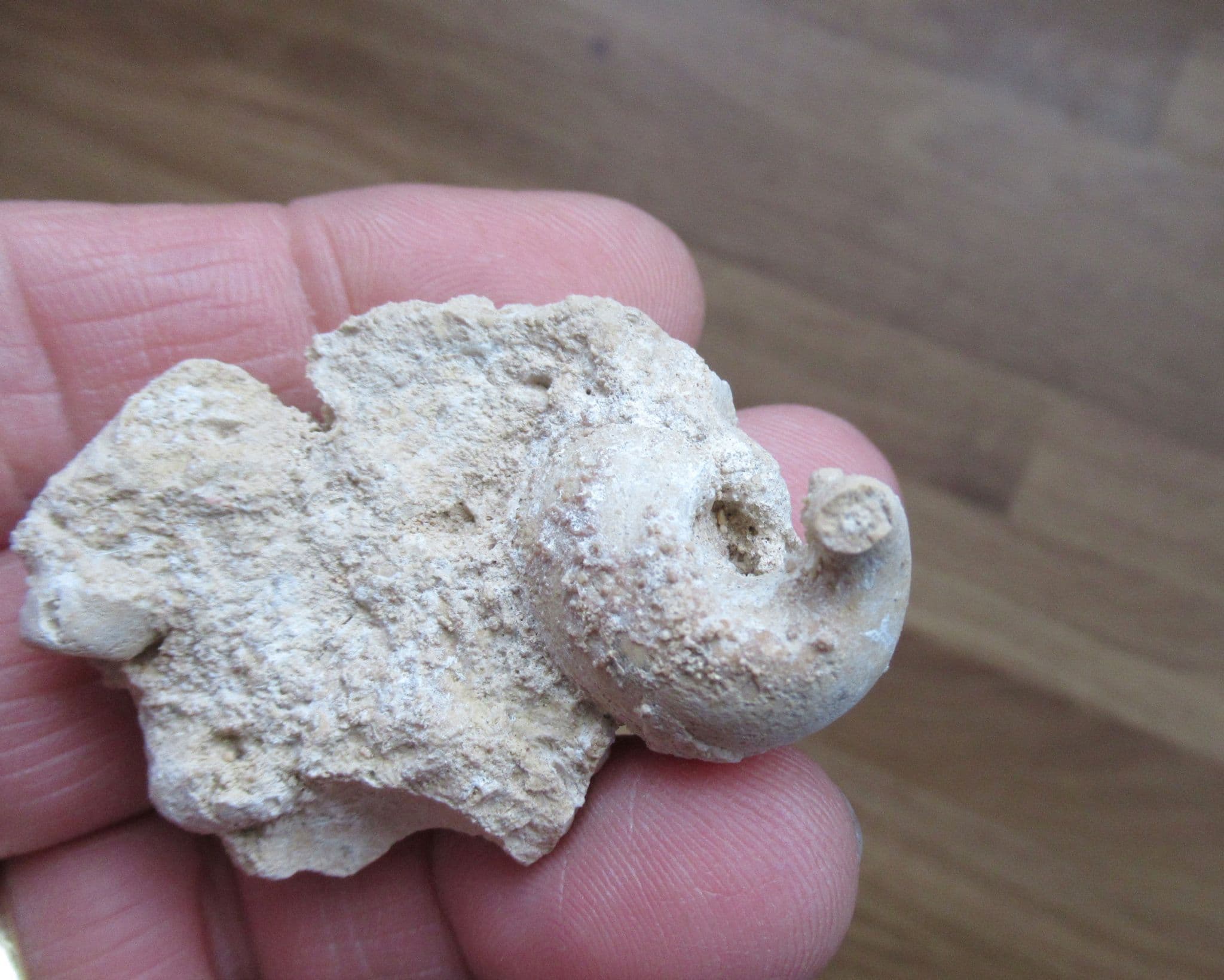 Diceras arietum "Rudist bivalve"