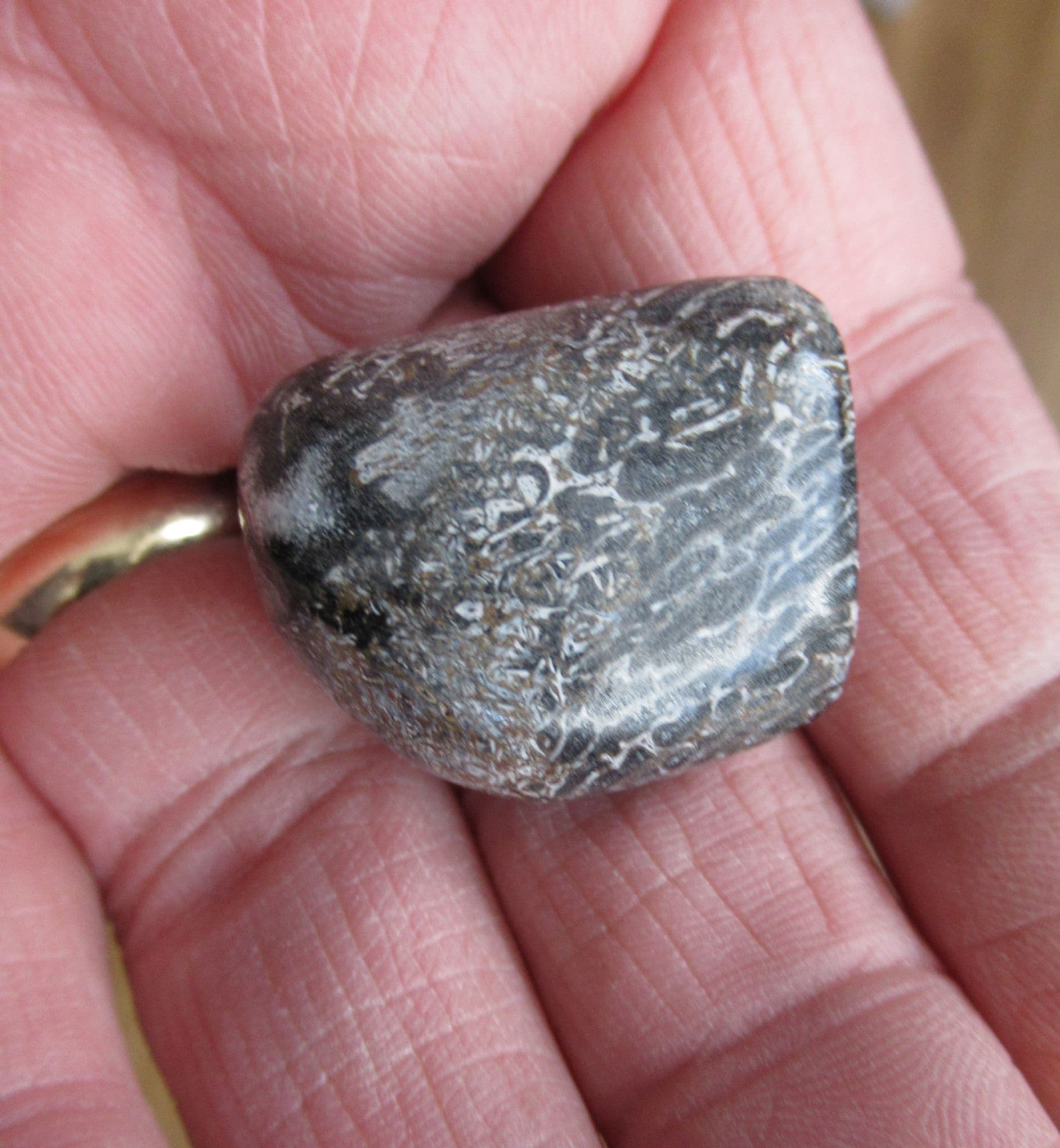 Dinosaur bone polished