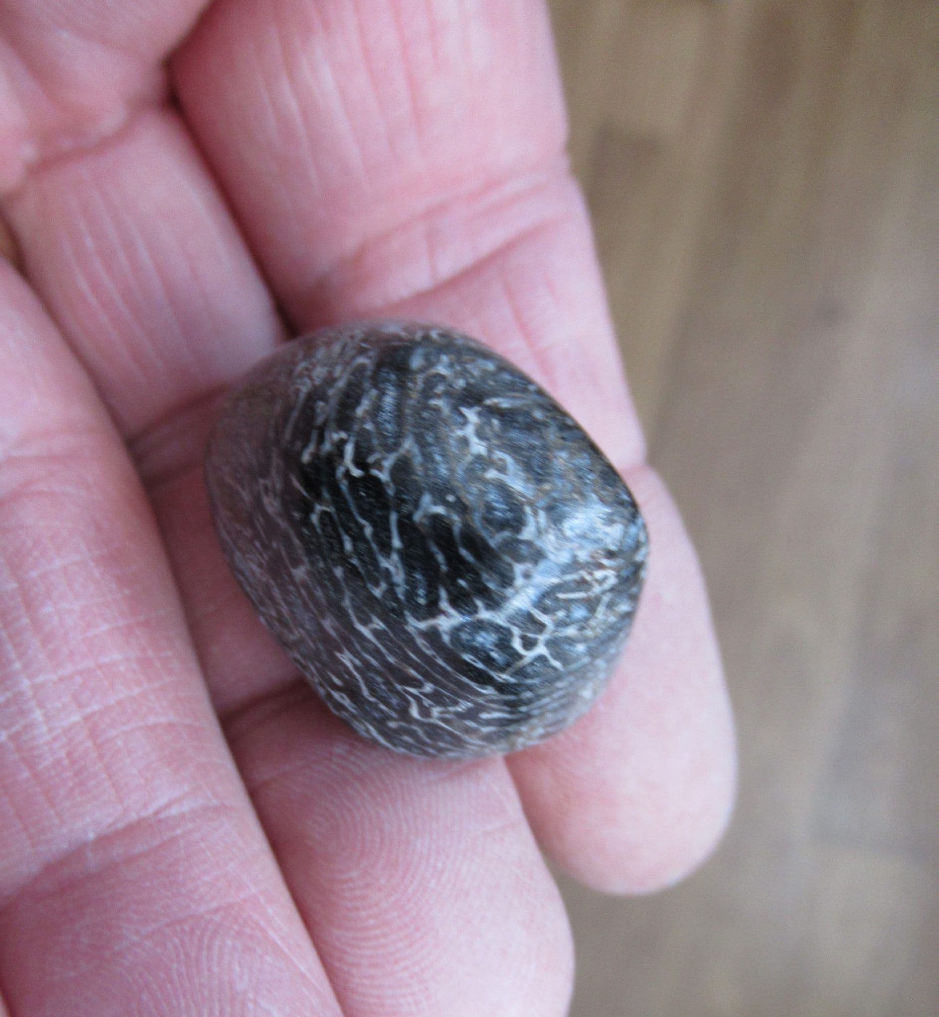 Dinosaur bone polished