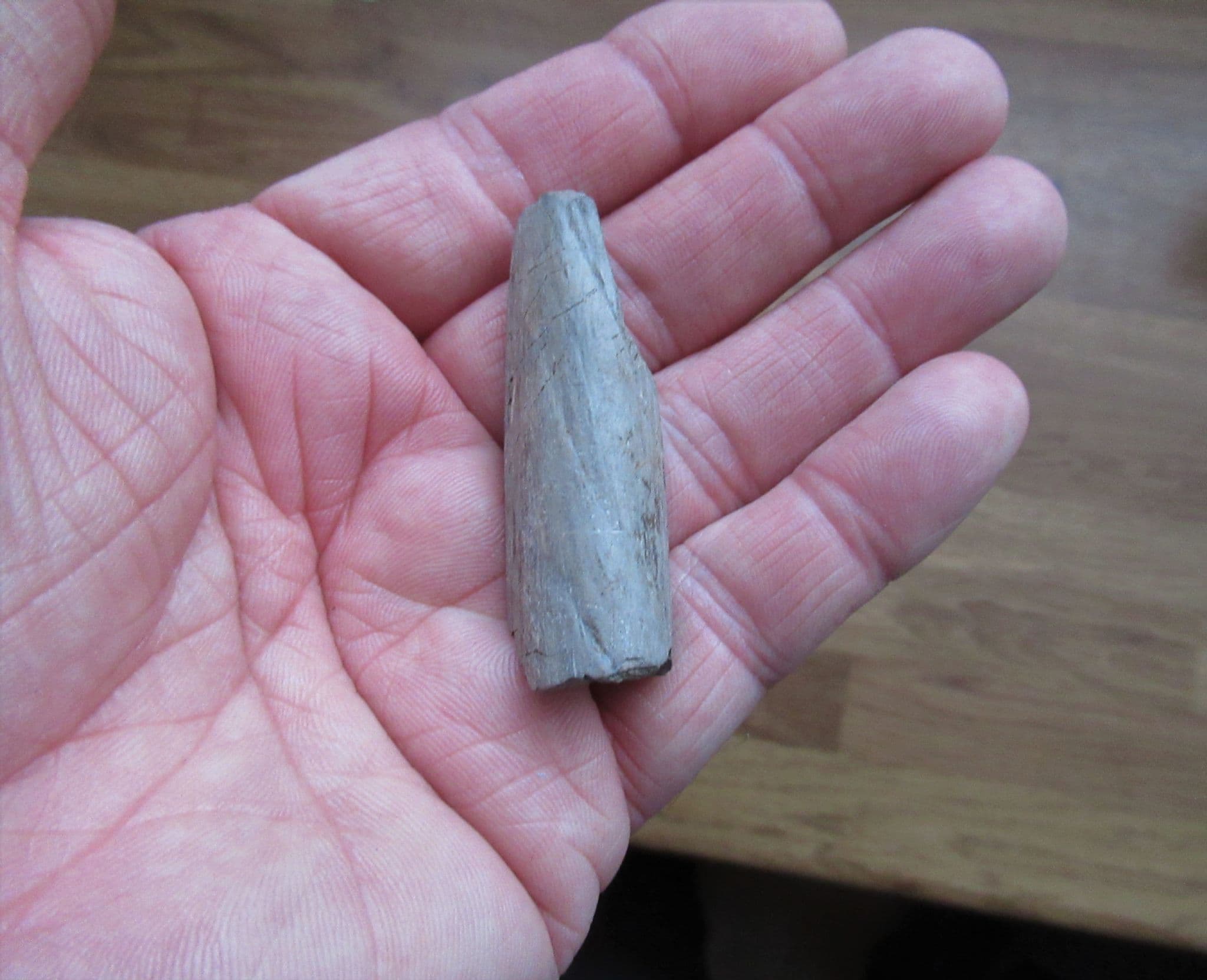 Dinosaur rib section from Judith River Formation