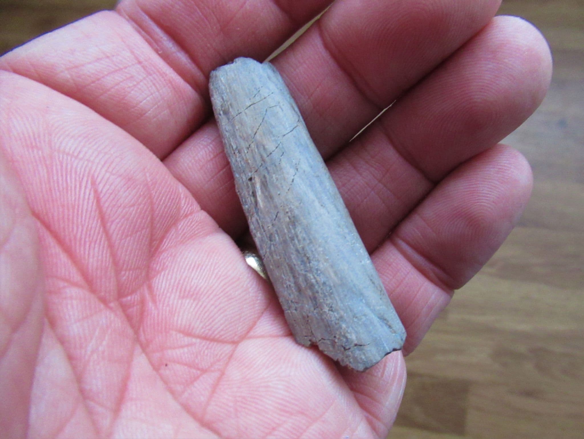 Dinosaur rib section from Judith River Formation