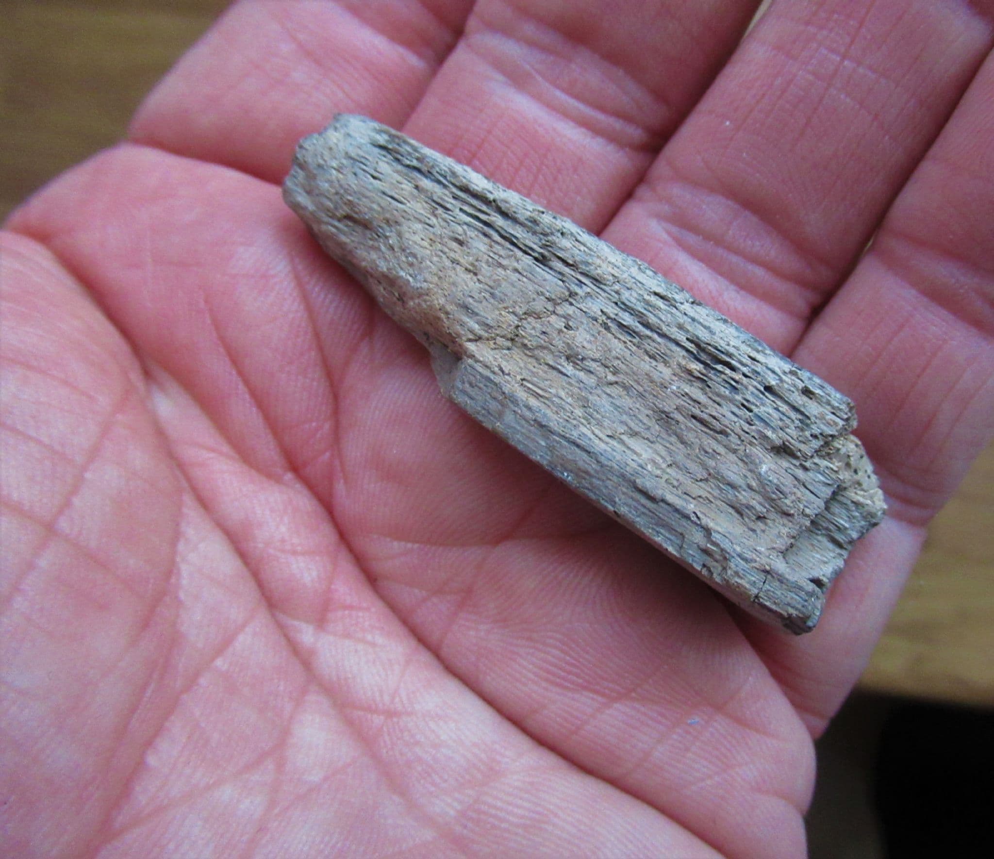 Dinosaur rib section from Judith River Formation