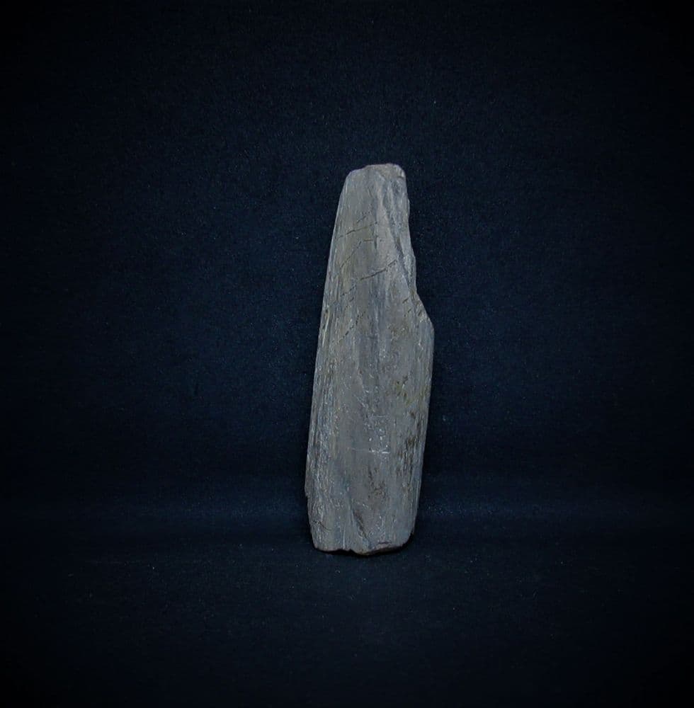 Dinosaur rib section from Judith River Formation