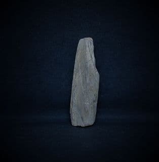 Dinosaur rib section from Judith River Formation