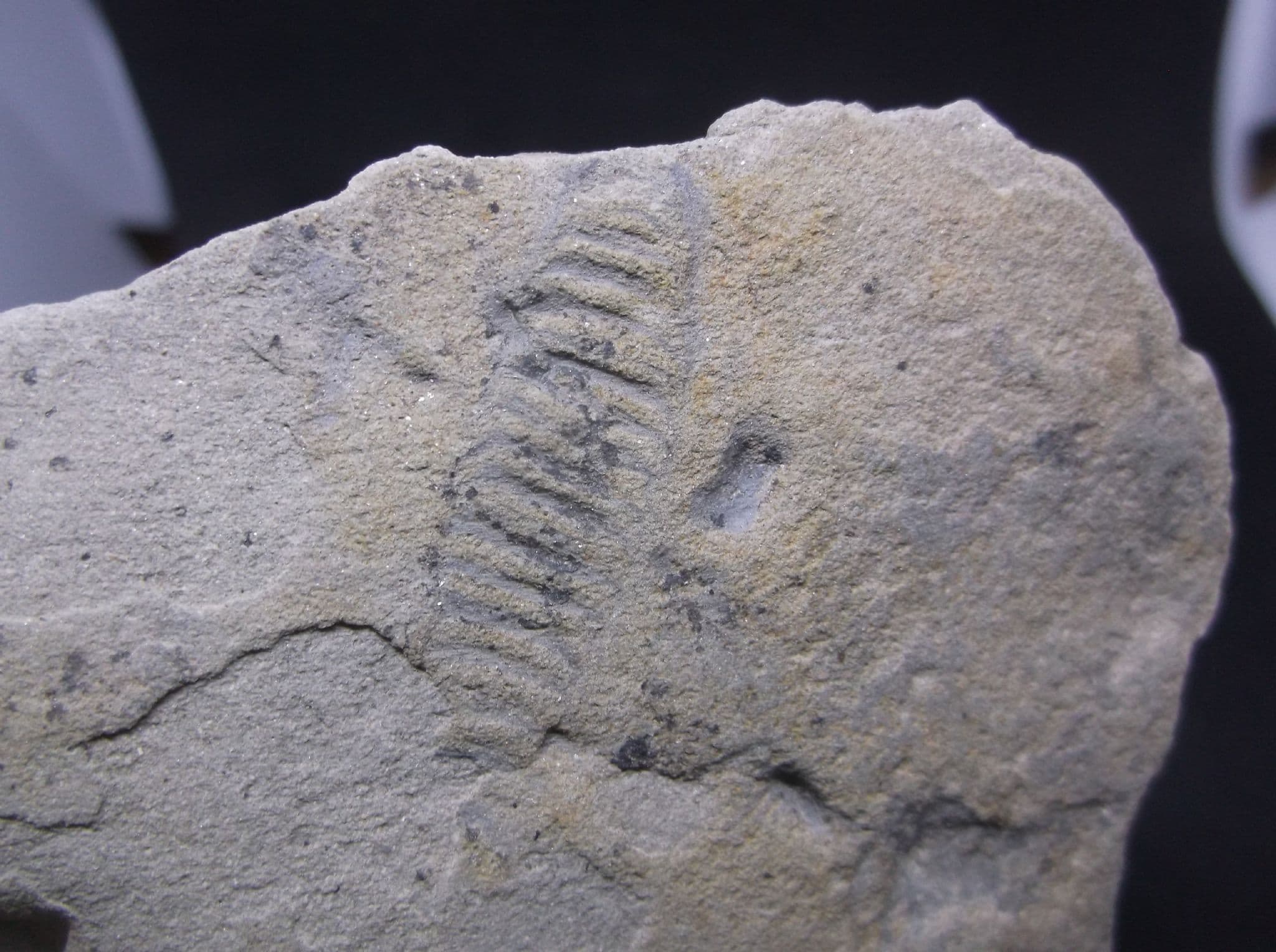 Equilibrium Fossil
