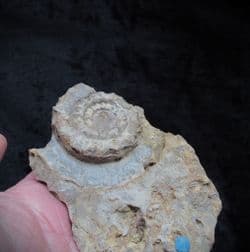 Echioceras raricostatoides from Bath