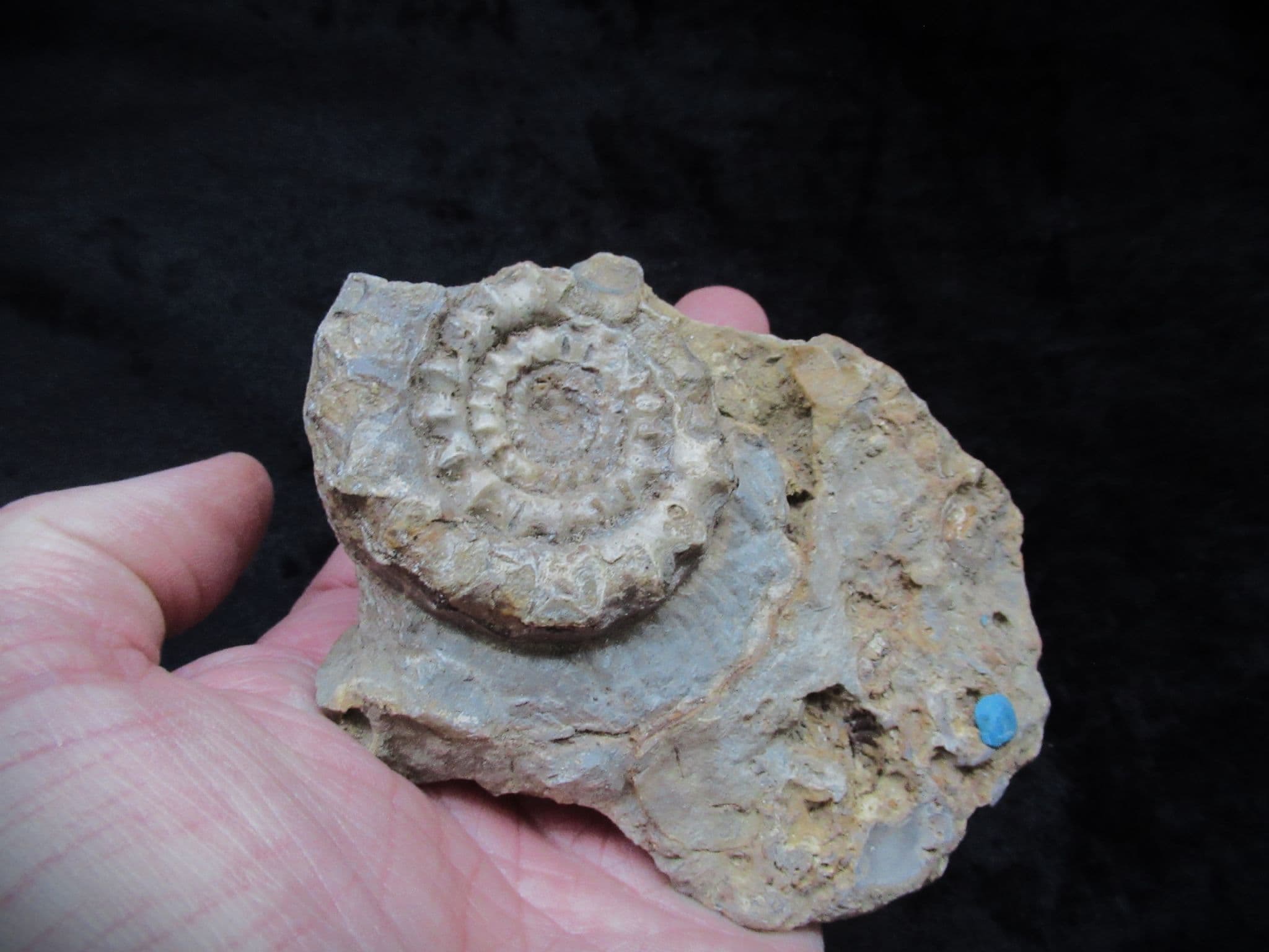 Echioceras raricostatoides from Bath