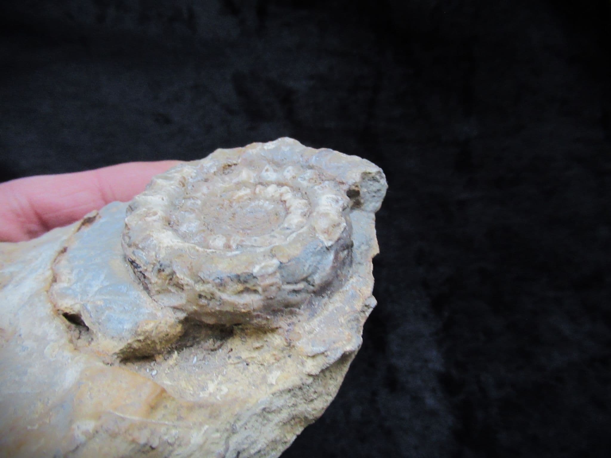 Echioceras raricostatoides from Bath