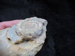 Echioceras raricostatoides from Bath