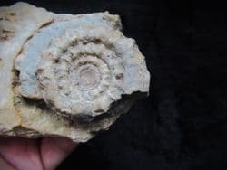 Echioceras raricostatoides from Bath