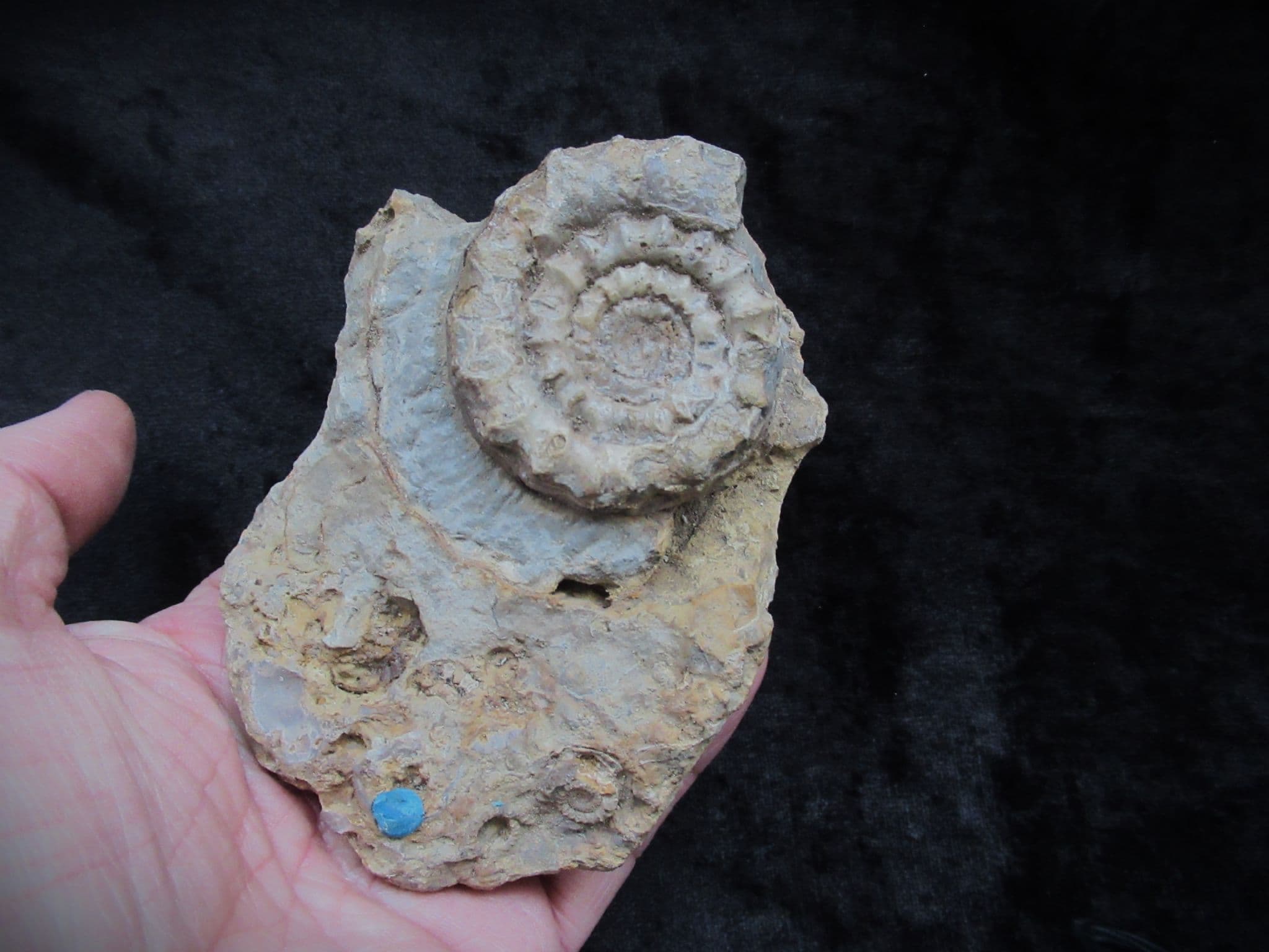 Echioceras raricostatoides from Bath