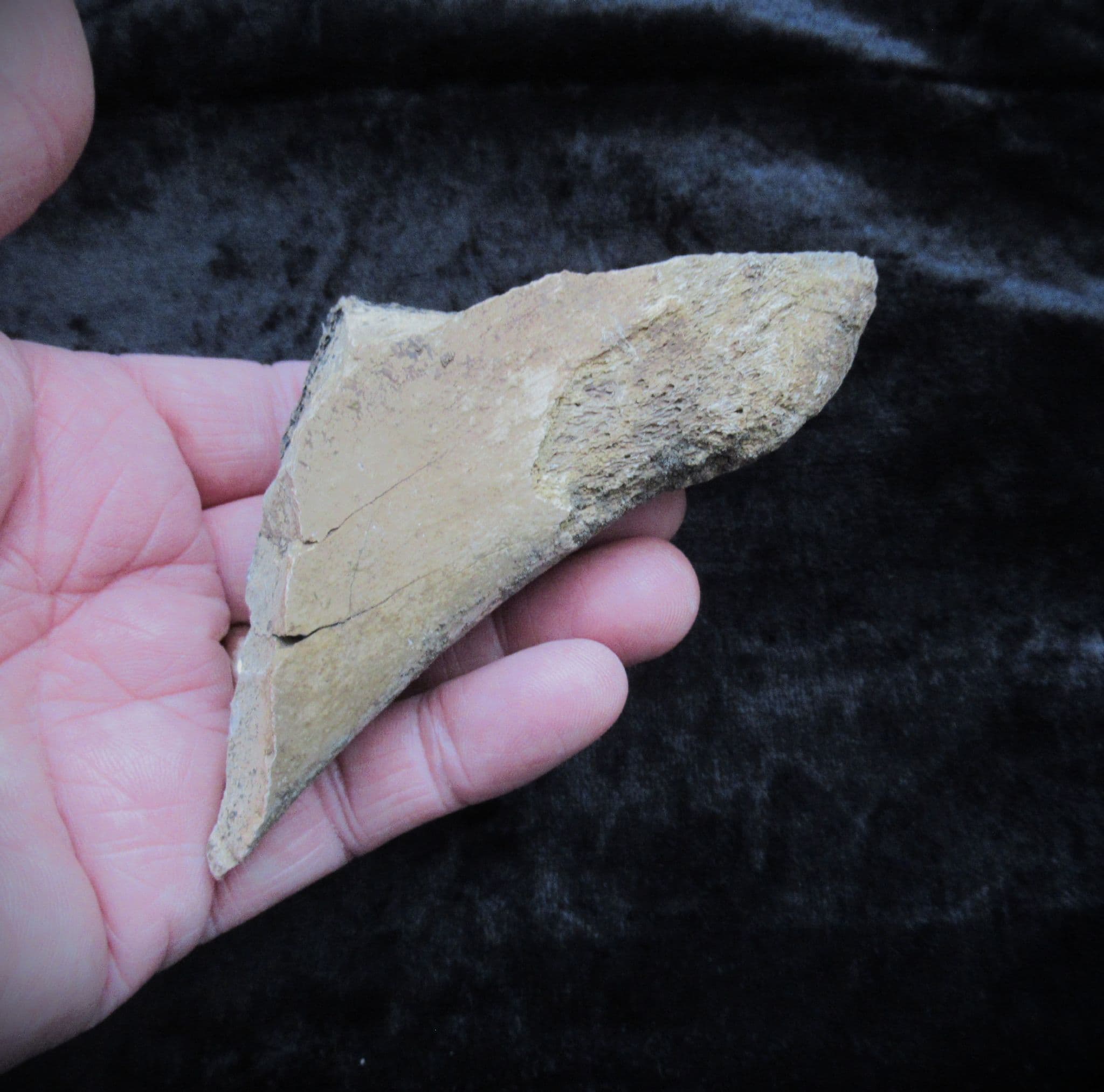 Edmontosaurus Coracoid bone