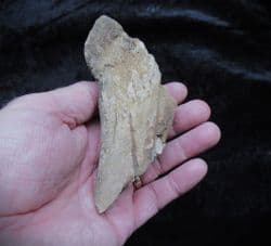 Edmontosaurus Coracoid bone