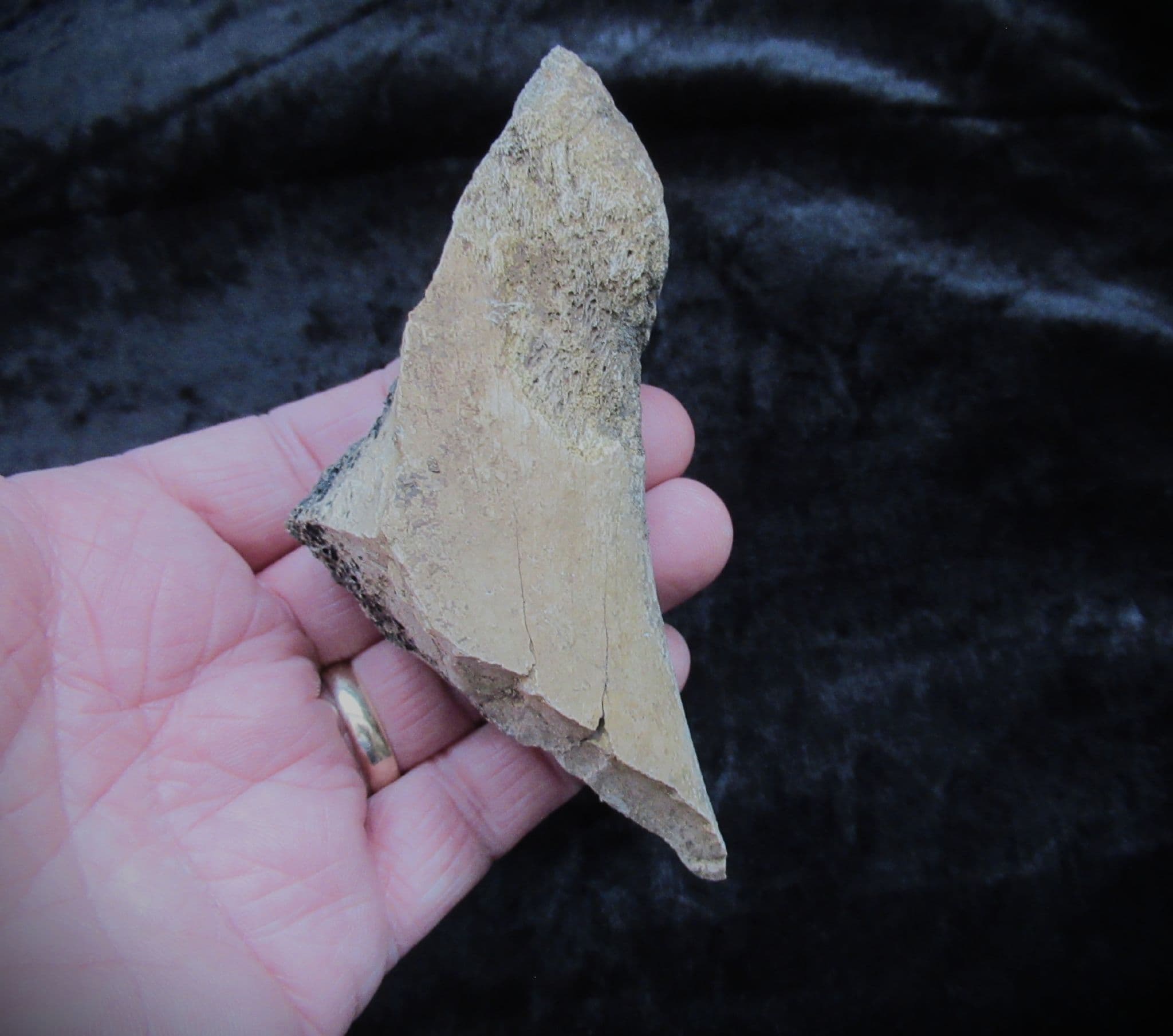 Edmontosaurus Coracoid bone