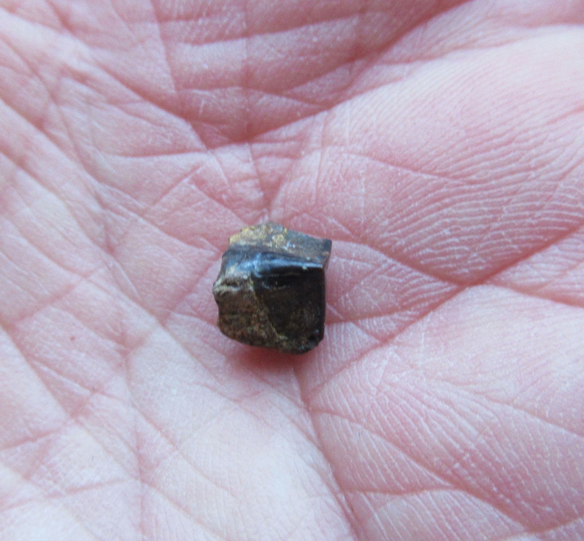 Edmontosaurus tooth