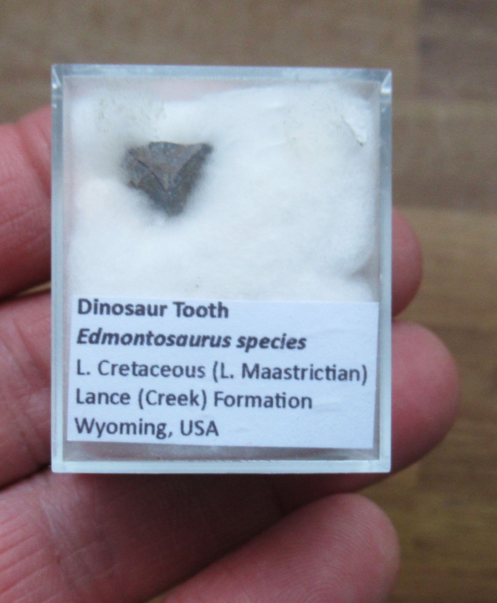Edmontosaurus tooth