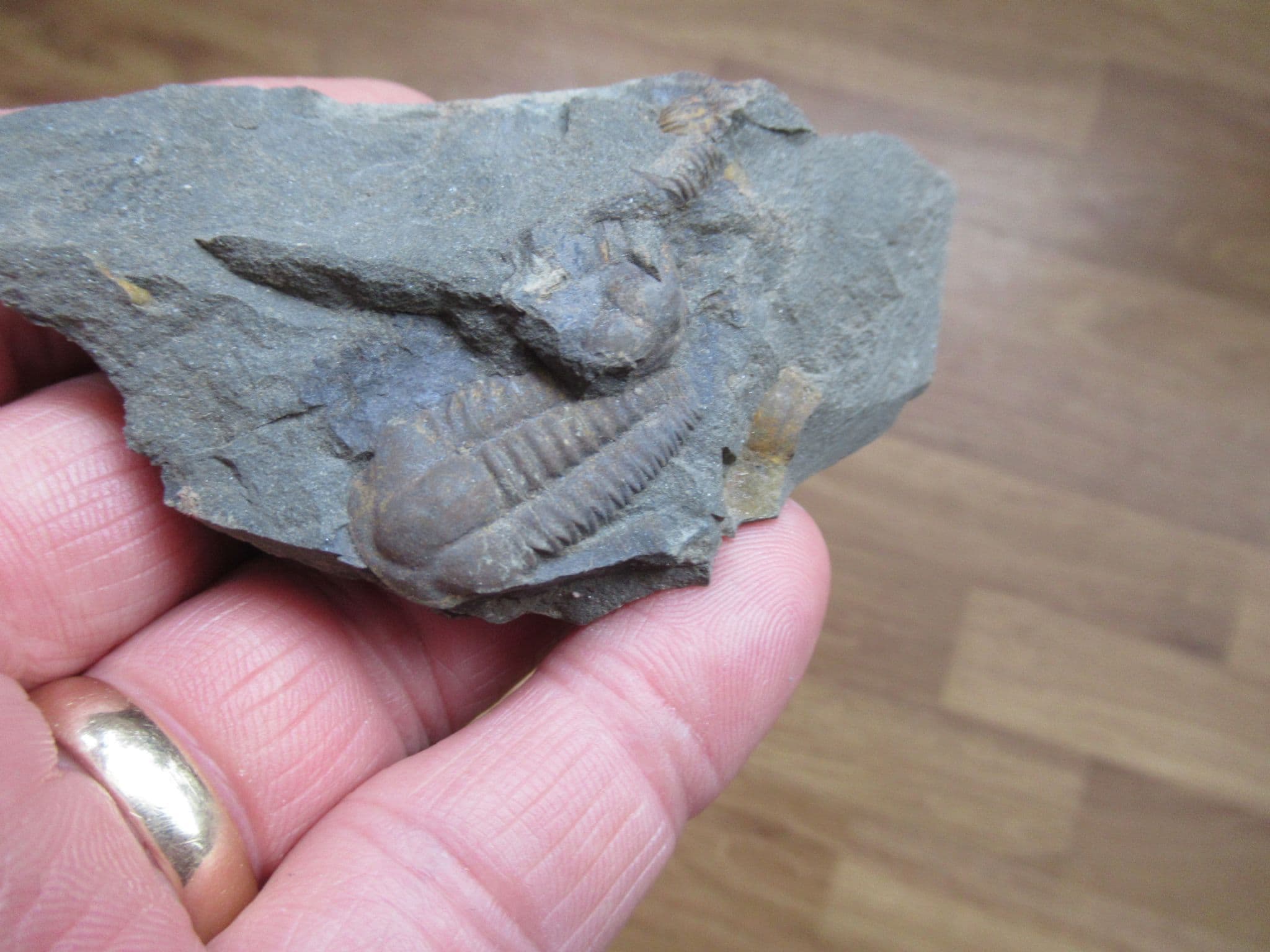 Ellipsocephalus hoffi