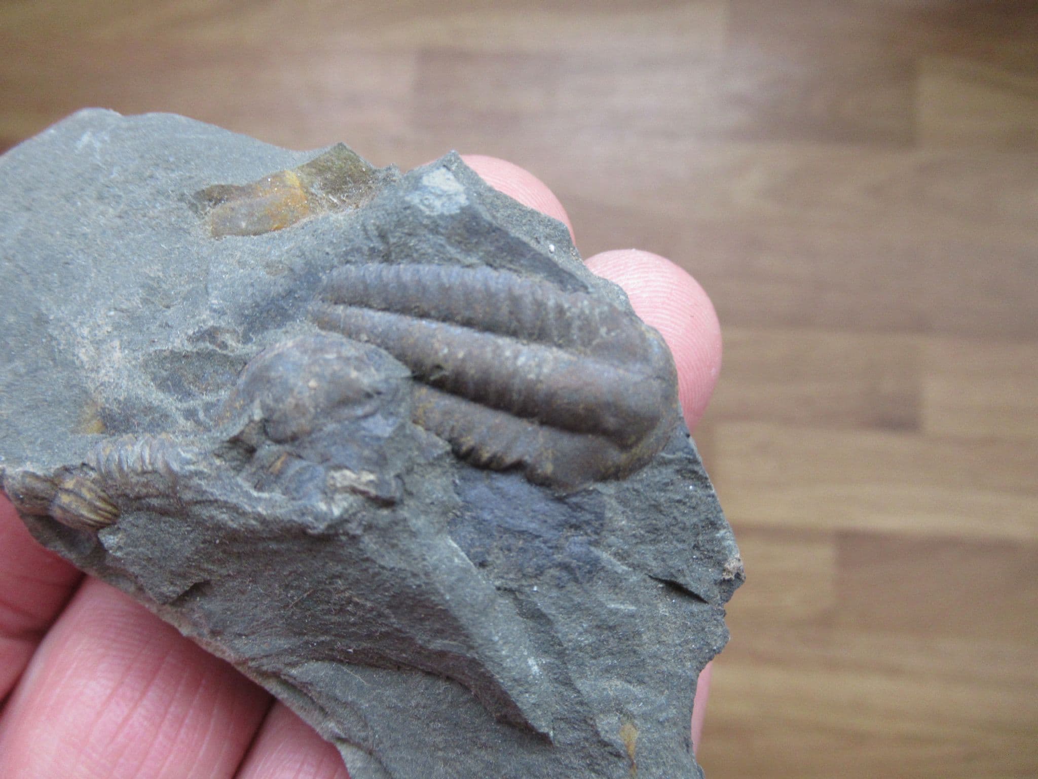 Ellipsocephalus hoffi