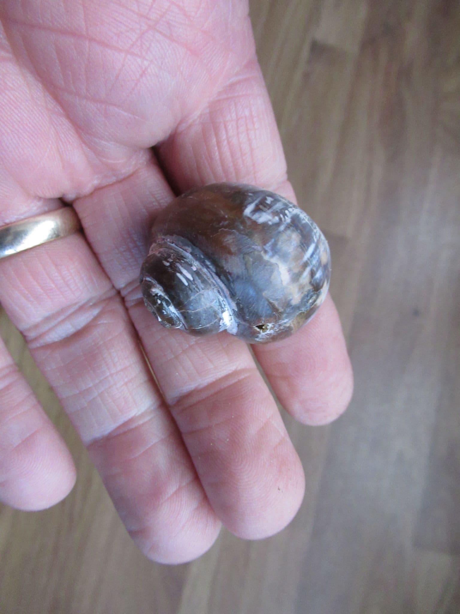 Euspira species large gastropod