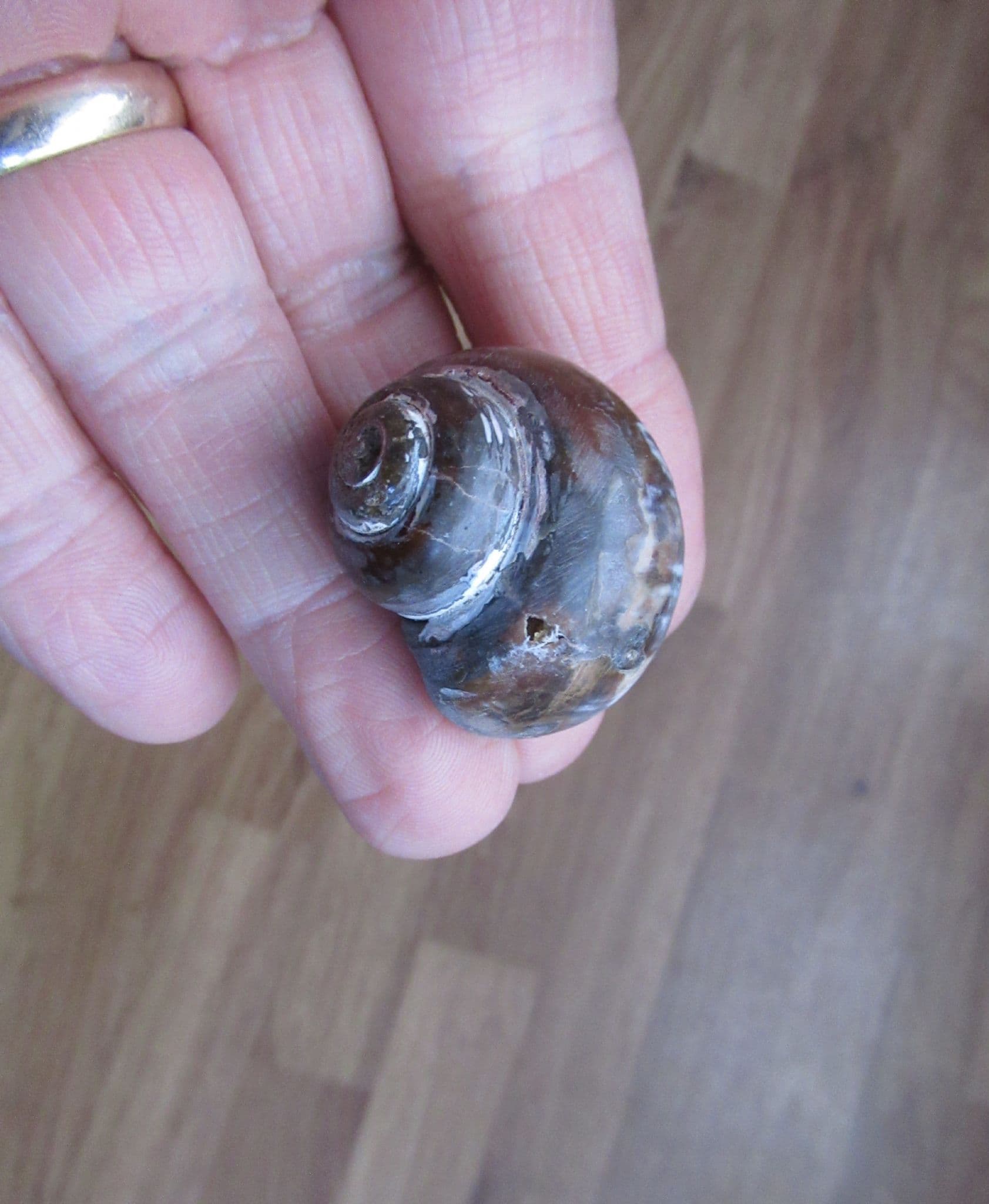 Euspira species large gastropod