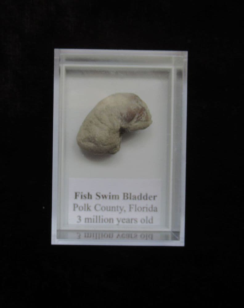 Fish swim bladder