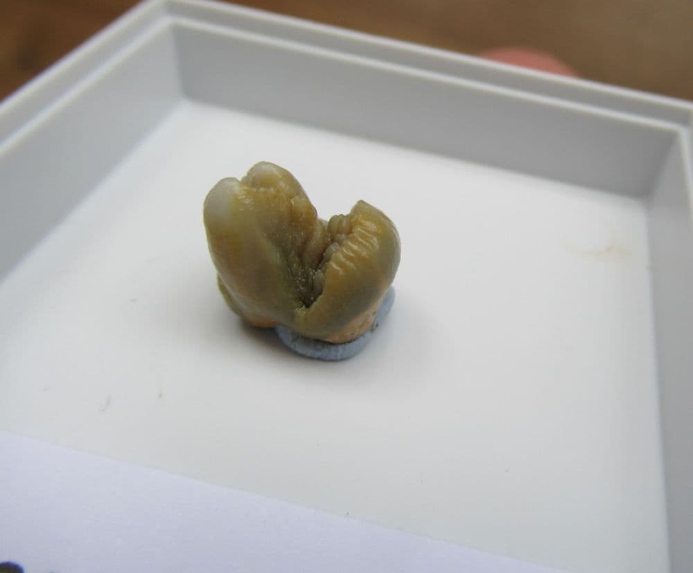 Flat head Peccary tooth from Florida