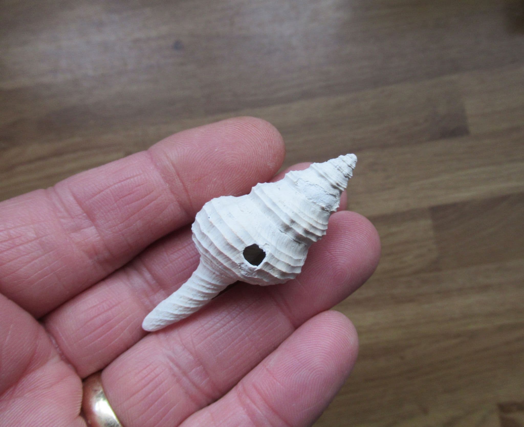 Fusinus caloosaensis from Florida