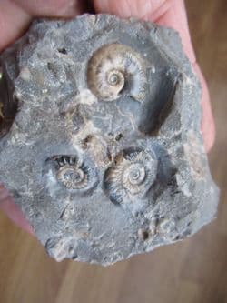 Galaticeras Epophioceras and Promicroceras