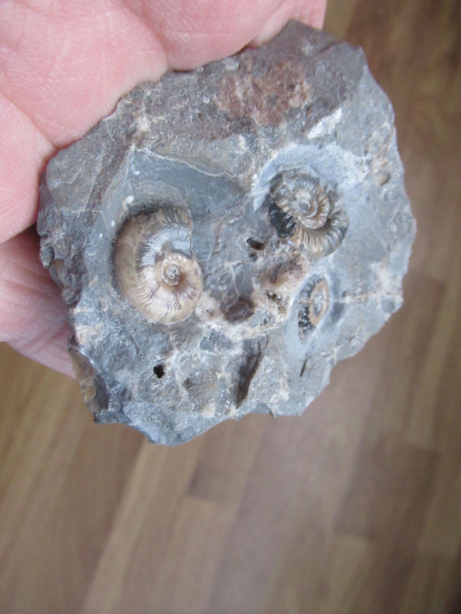 Galaticeras Epophioceras and Promicroceras