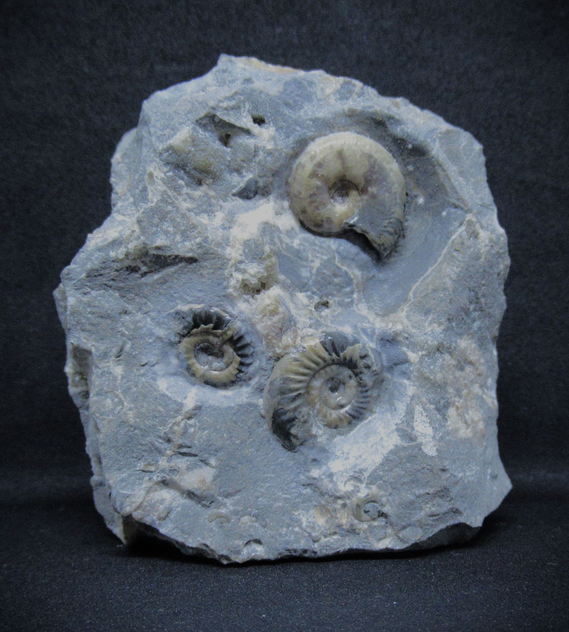 Galaticeras Epophioceras and Promicroceras