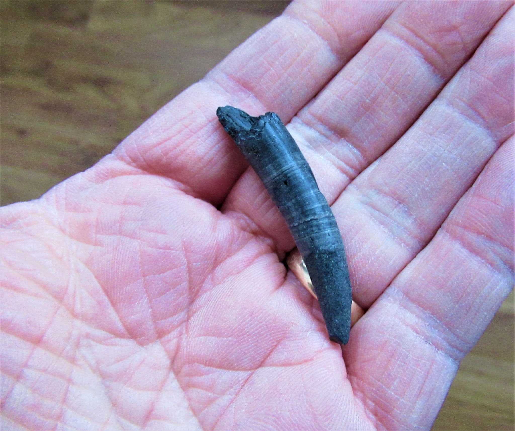 Gorgeous Sperm whale tooth