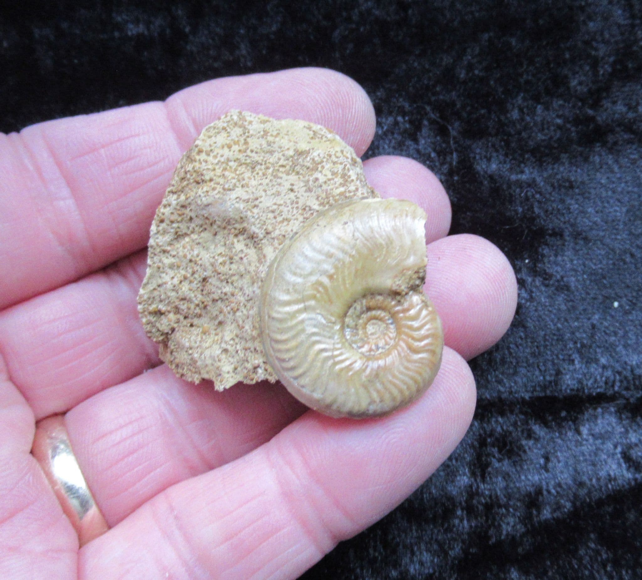Graphoceras concavum from Netherbury