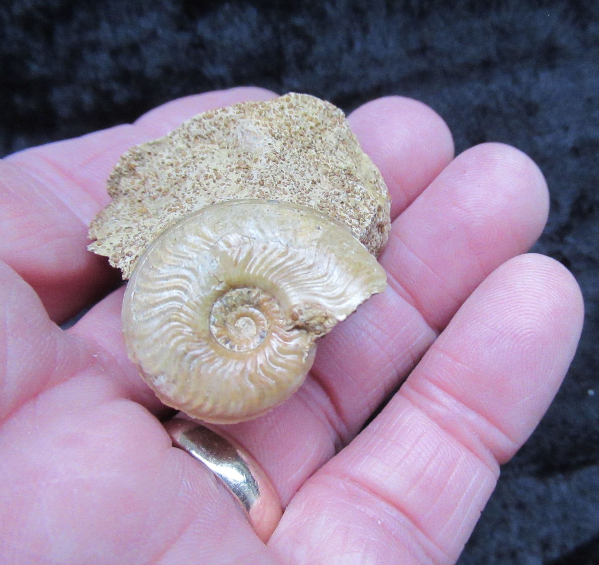 Graphoceras concavum from Netherbury