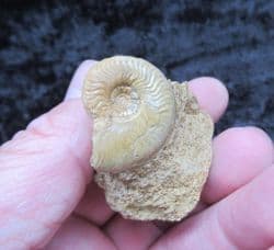 Graphoceras concavum from Netherbury