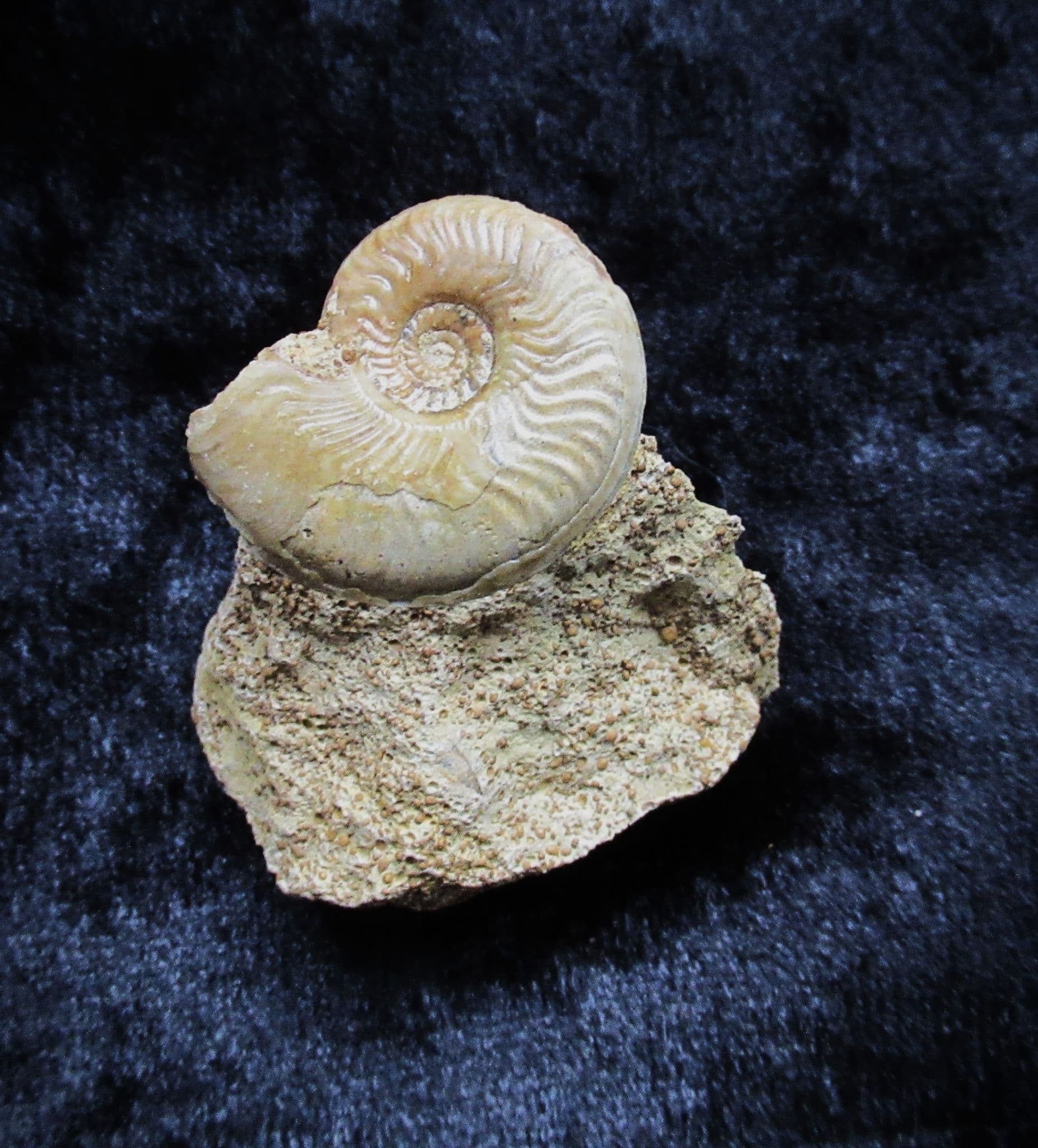Graphoceras concavum from Netherbury